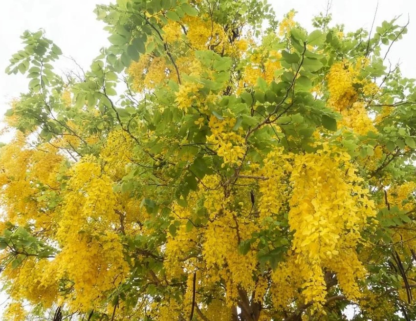 Локло НСП: купить, цена, отзывы