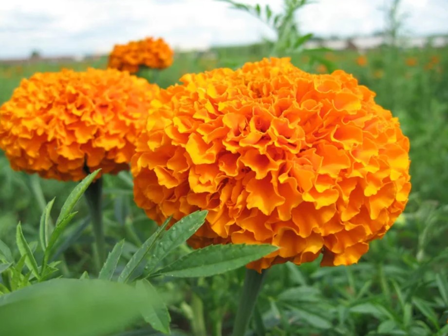 Брест комплекс НСП: купить, цена, отзывы